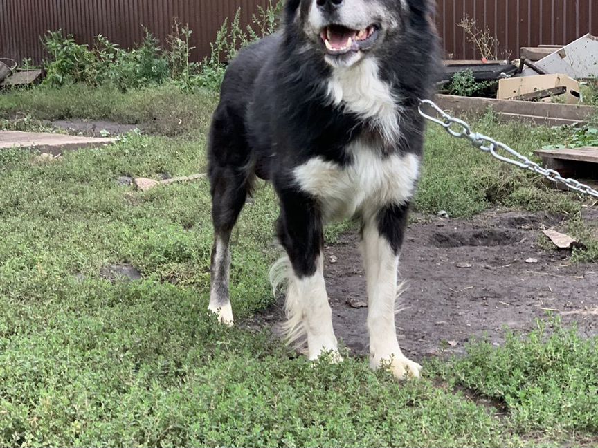 Собаки бесплатно