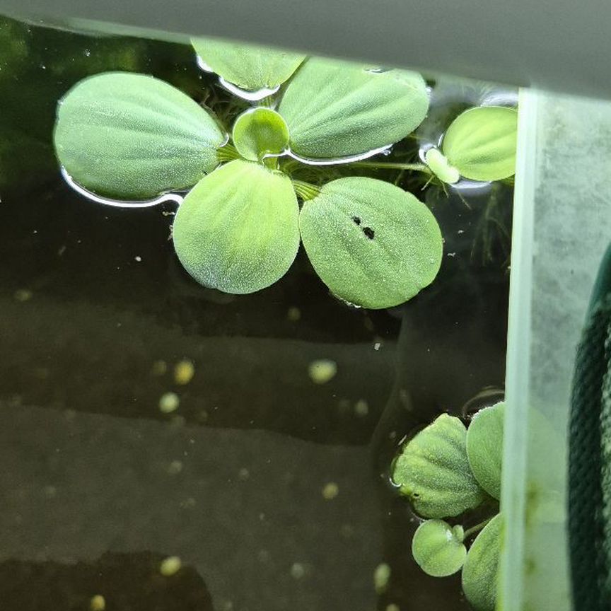 Пистия,улитки