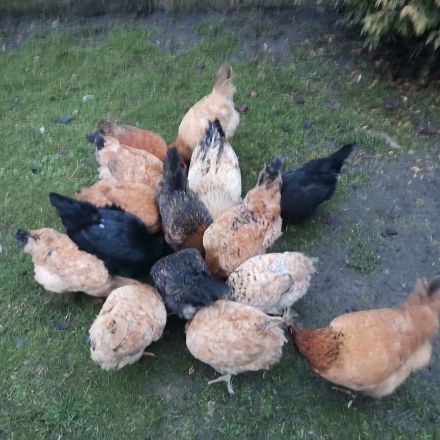 Куры домашние