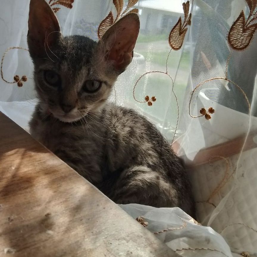 Отдам котенка породы сфинкс браш