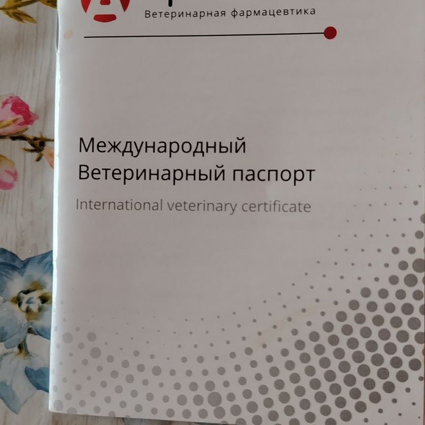 Отдам Тибетского мастифа в добрые руки