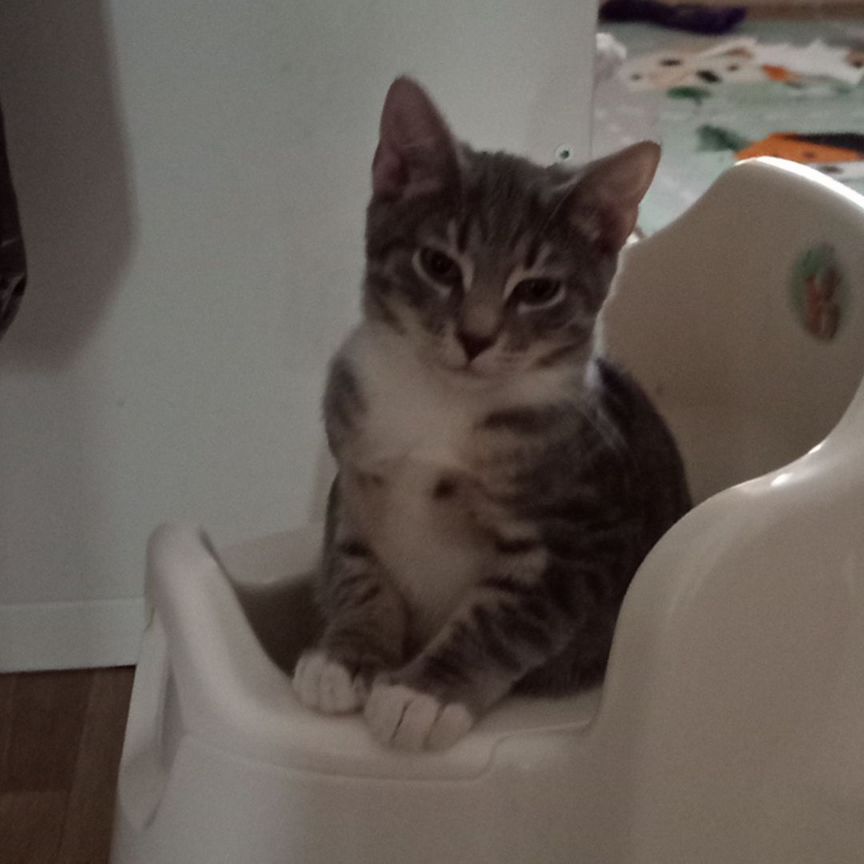 Котенок в дар мальчик