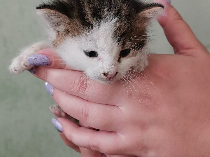 Котенок в добрые руки
