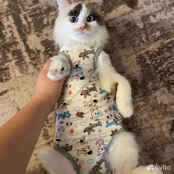 Кот в добрые руки, стерелезованные, мышеловы
