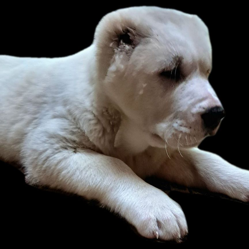 Среднеазиатская овчарка алабай щенки сао