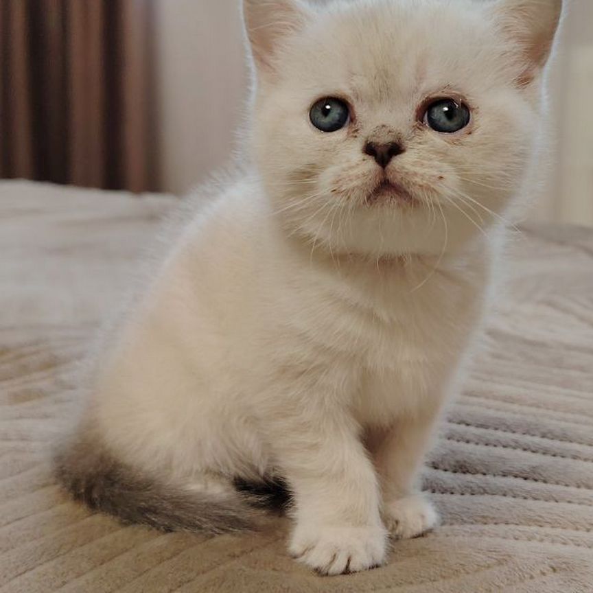 Котёнок