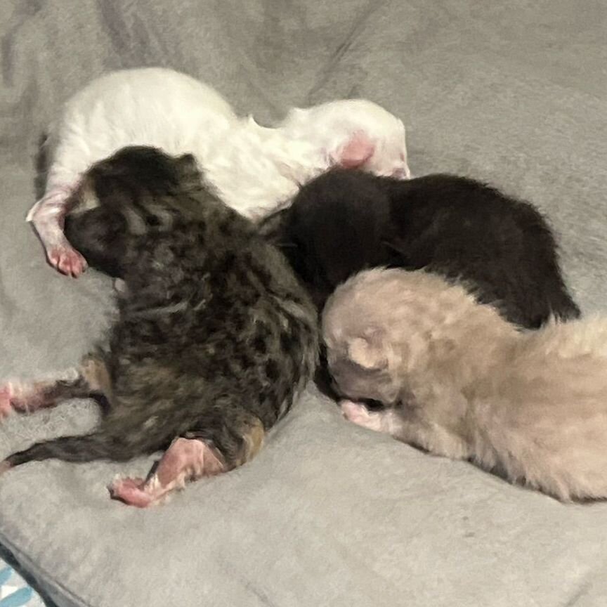 Котята