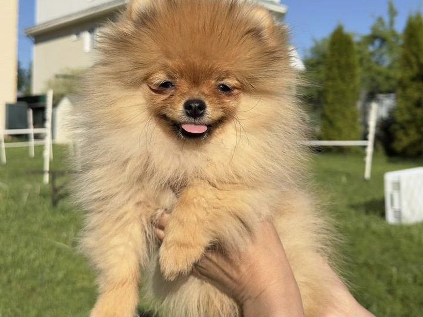Померанский шпиц девочка