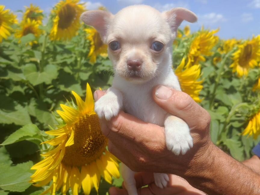 Бело-кремовый чишка