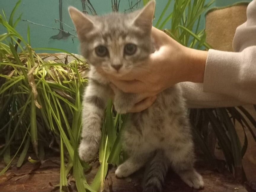 Котенок
