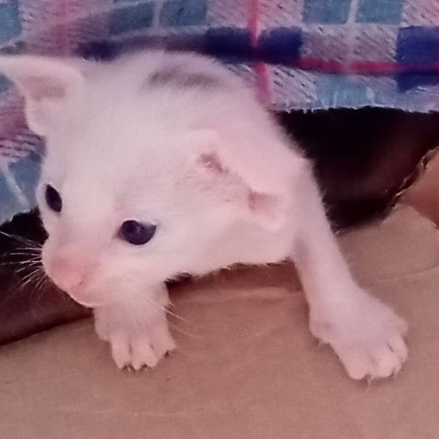 Котята ориенталы