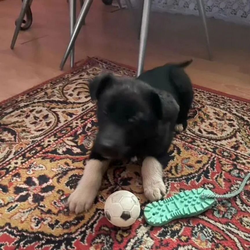 Щенок в добрые руки