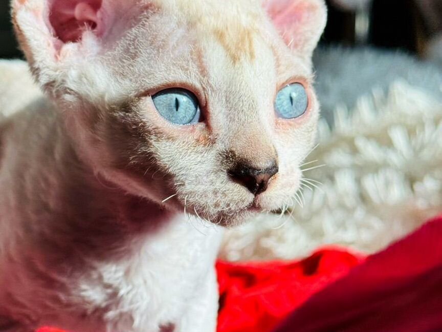 Котята девон-рекс