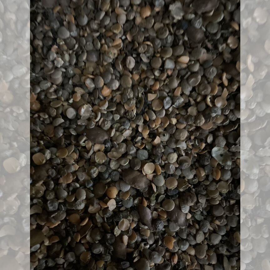 Отходы чечевицы