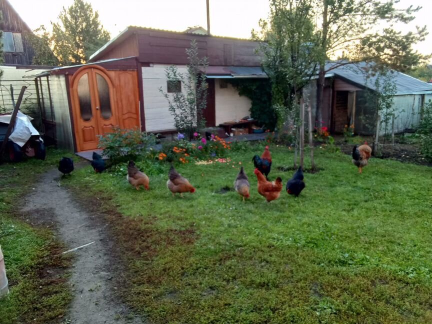 Мараны, белифельдеры