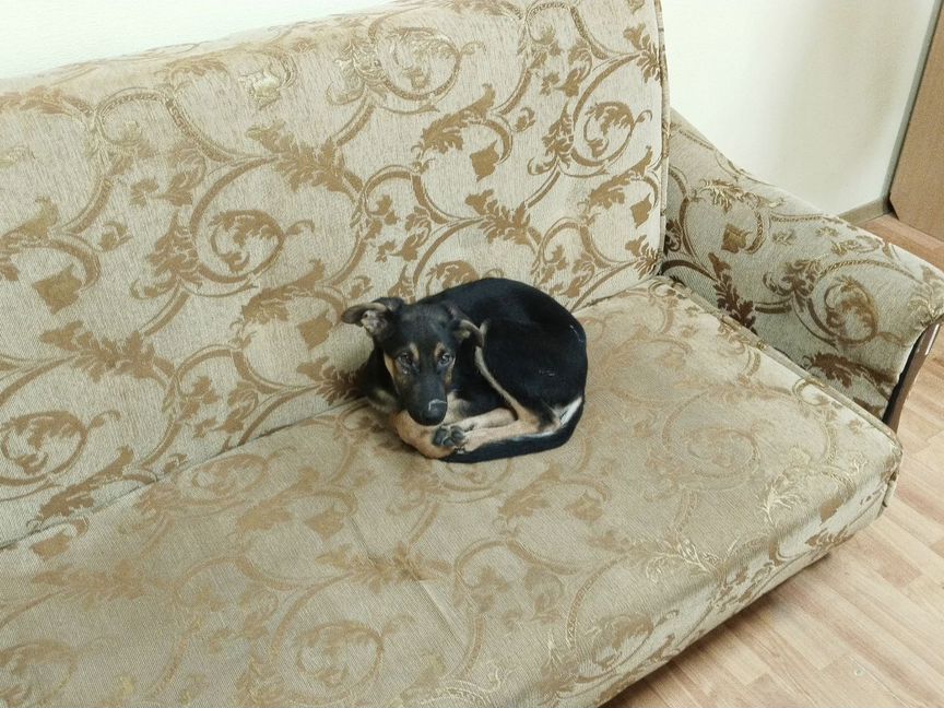 Собака в добрые руки