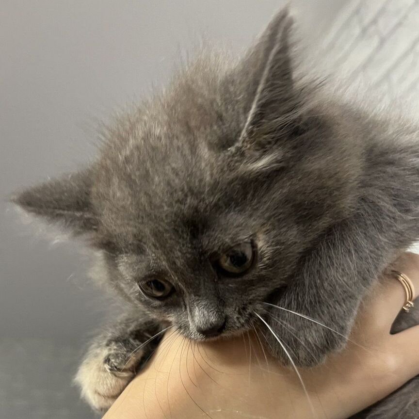 Котята в добрые руки бесплатно девочка