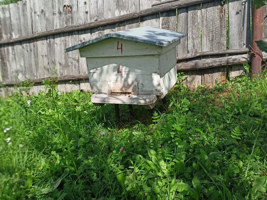 Улей для пчел с пчелами