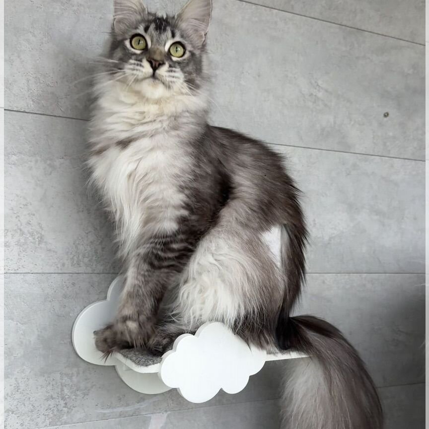 Мейн-кун, взрослая кошка