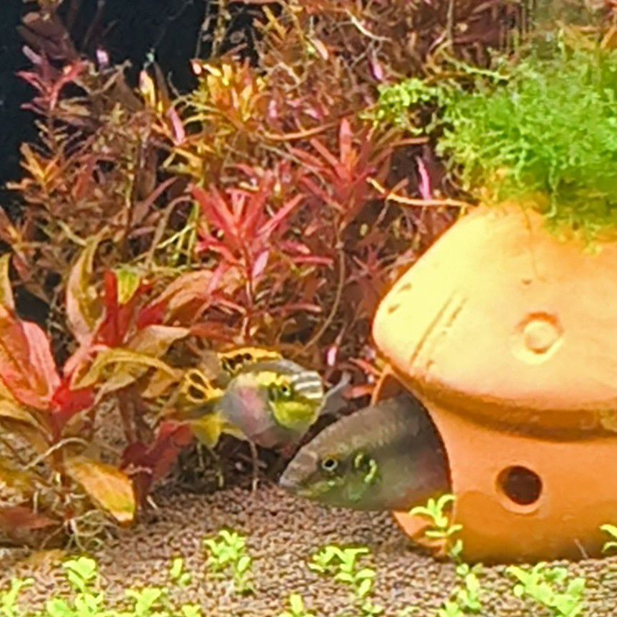 Пара пельвикахромисов пульхер