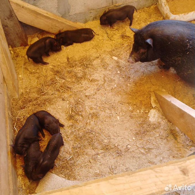 Продам поросят оптом