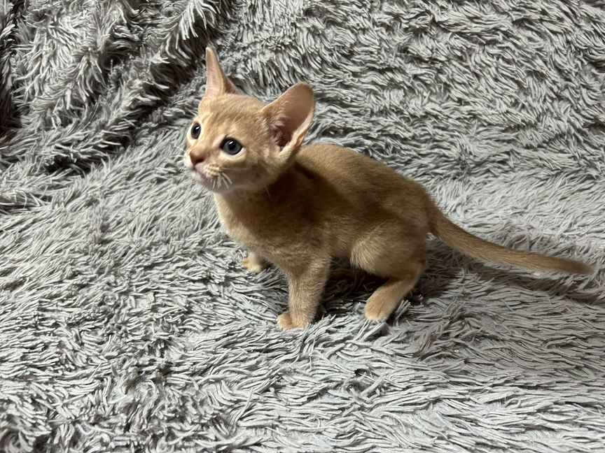 Кошка каракет ф1