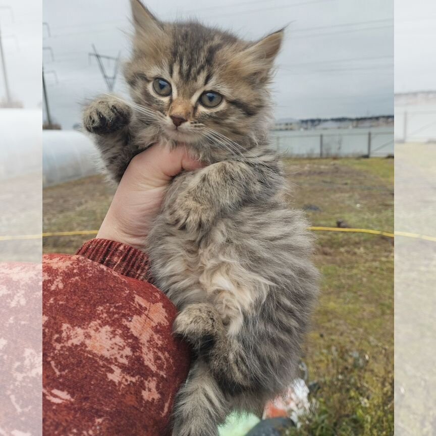 Котёнок от частного владельца