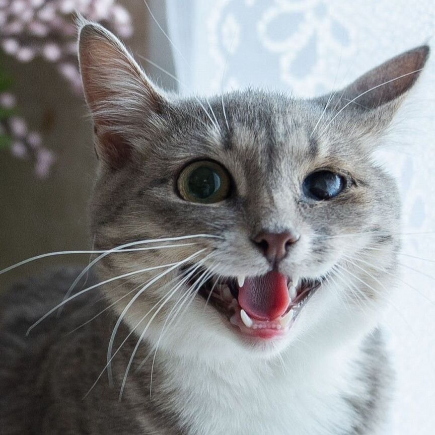 Кошачий ангел Понка ищет семью