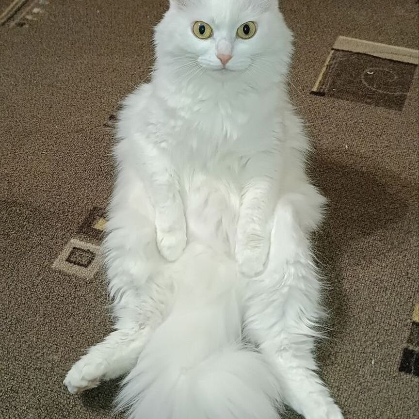 Кошка