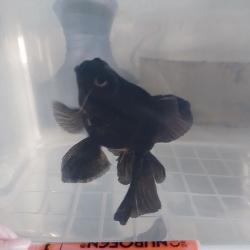 Телескоп чёрный