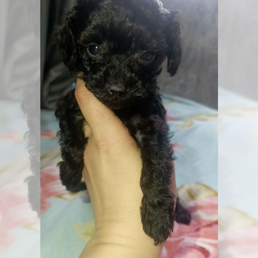 Мальтипу, щенок