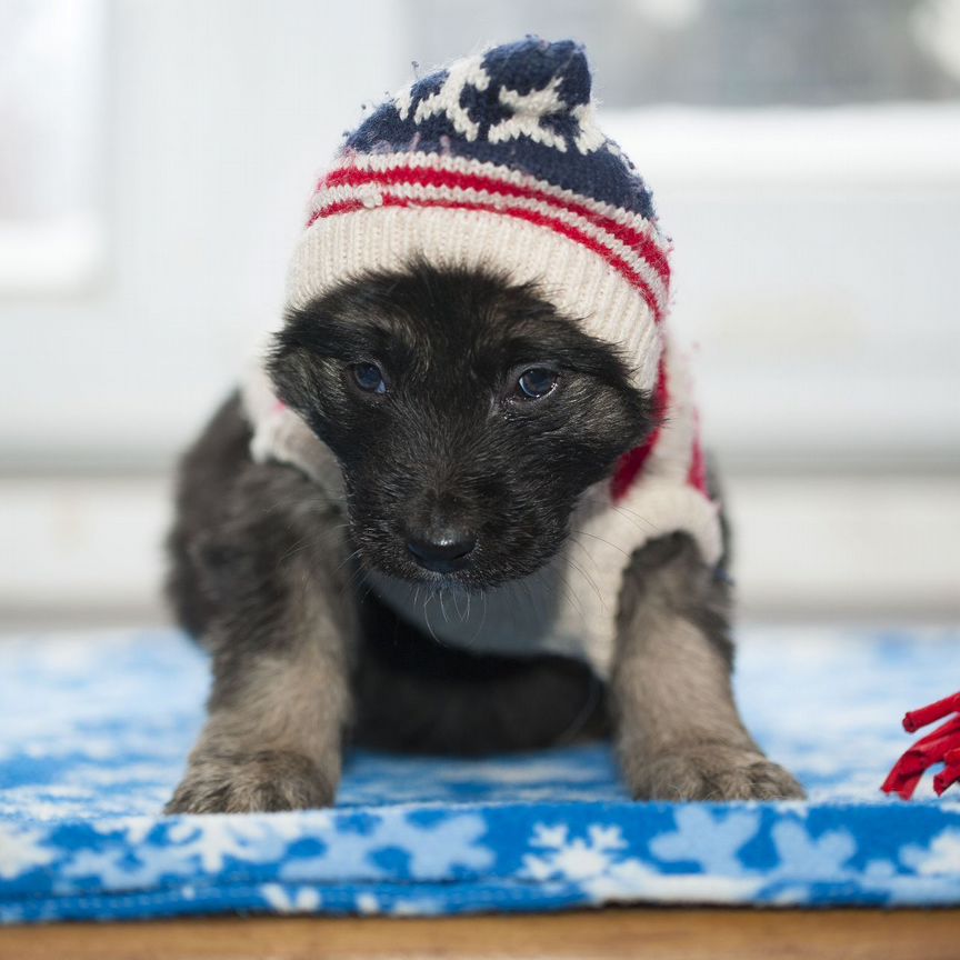 Смешной щеночек в дар