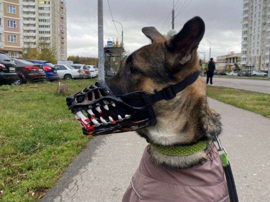 Щенок вео 1год привит кастрирован дрессирован
