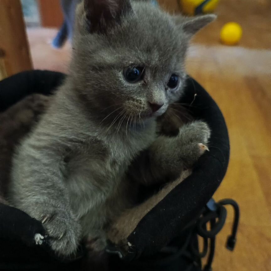 Продам котенка шотланского