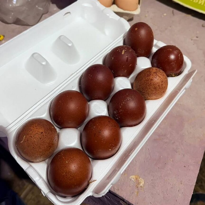 Инкубационное яйцо кур, цыплята, молодки