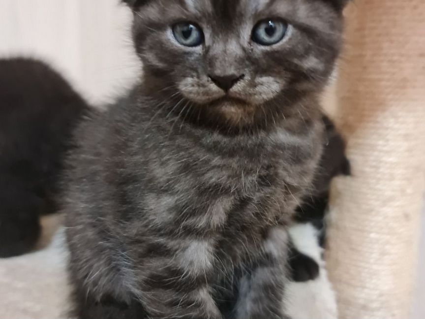 Шотландские вислоухие котята
