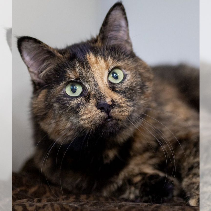 Взрослая кошка из приюта