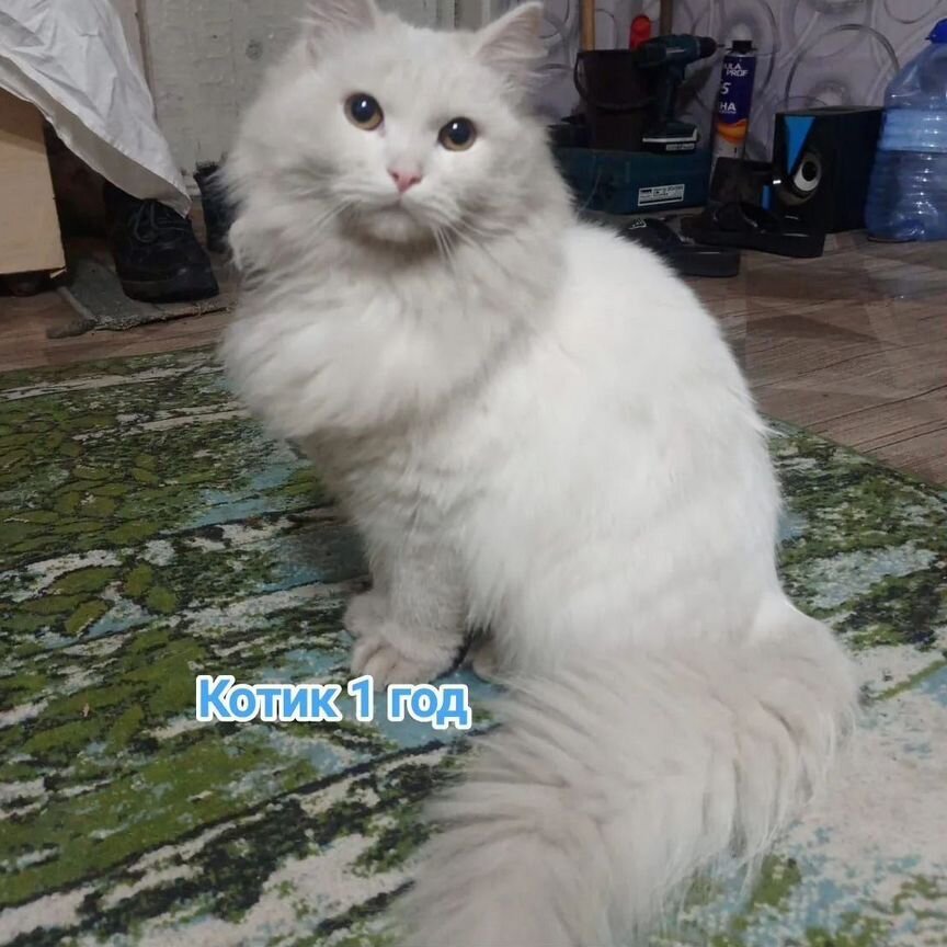 Сибирский котёнок