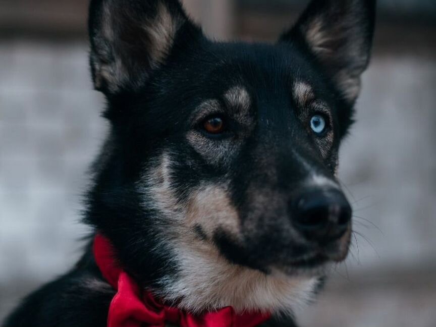 Собака Фил 3.5 года