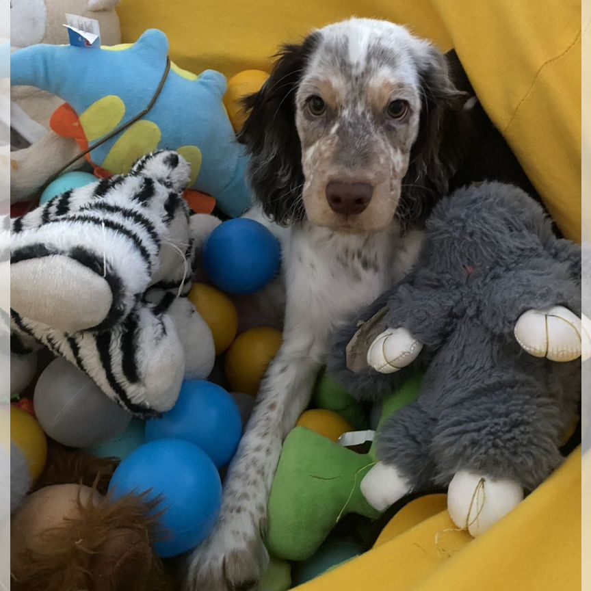 Русский охотничий спаниель, щенок