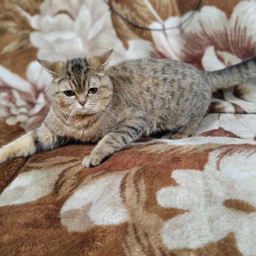 Кошка крыселов
