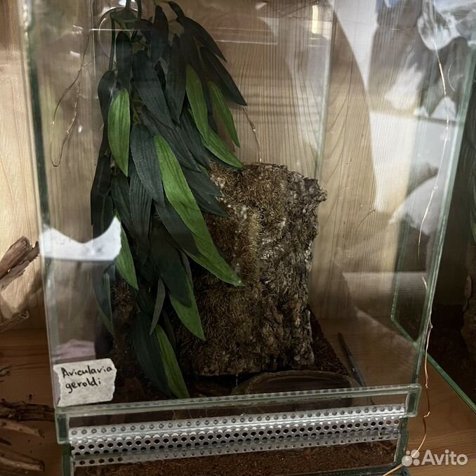 Террариум с птицеедом