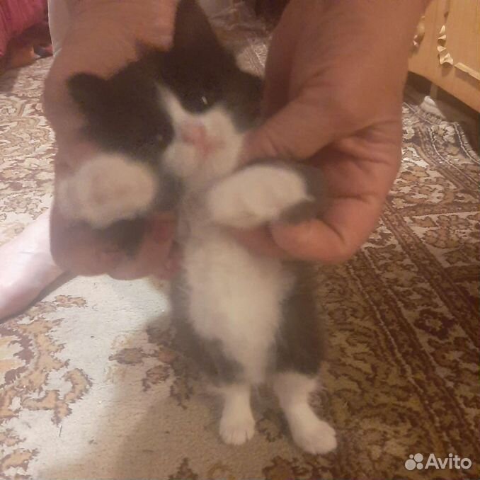Котёнок девочка, красивая, игривая