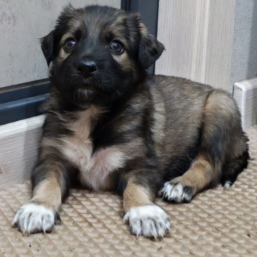 Щенок в добрые руки