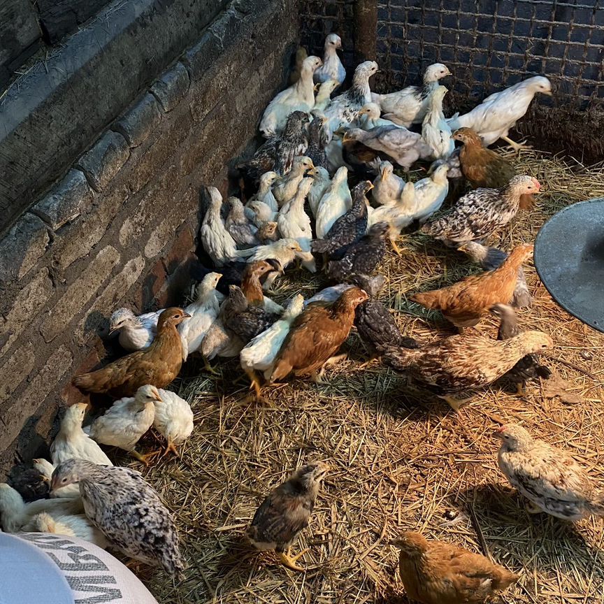 Куры домашние, цыплята