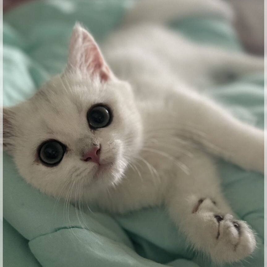 Британский кот в добрые руки