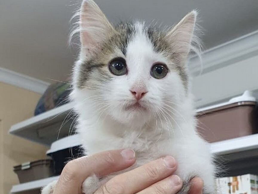 Котенок кот котик