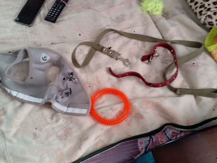 Принадлежности для собак