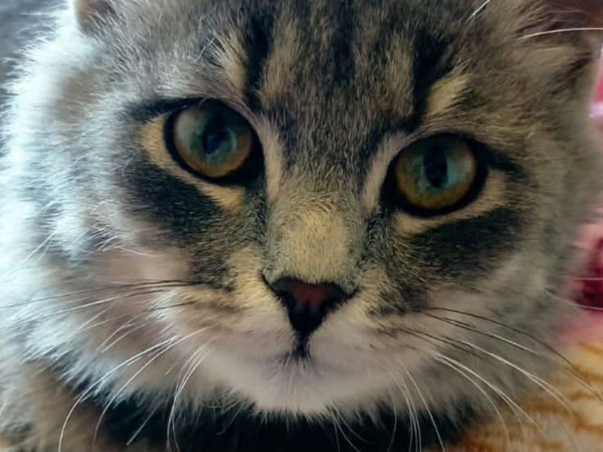 Кошка