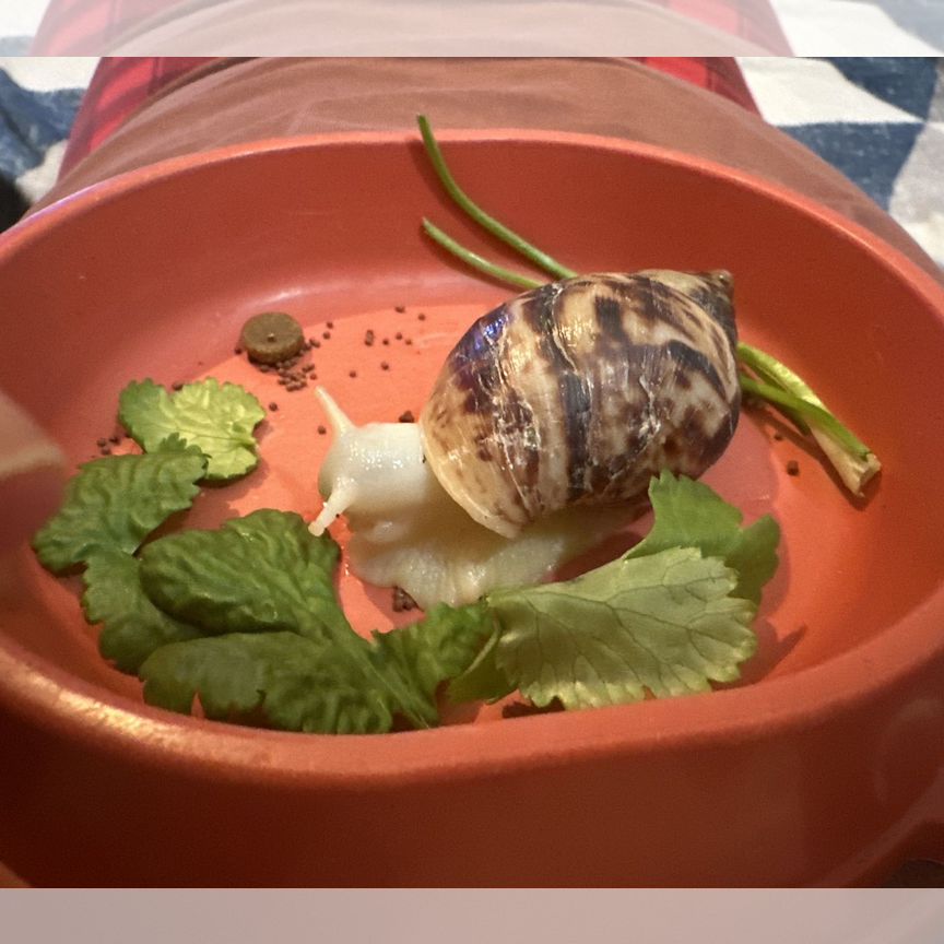 Улитка ахатина